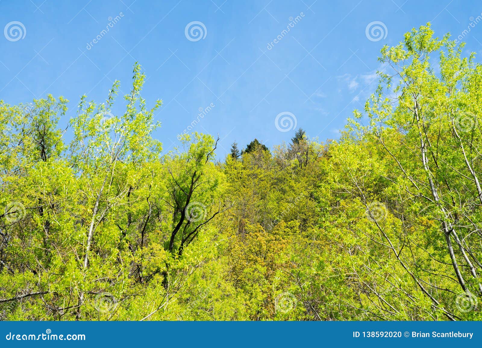 Green Tree Covered Hillside Stock Photo - Image of hills, hillside ...