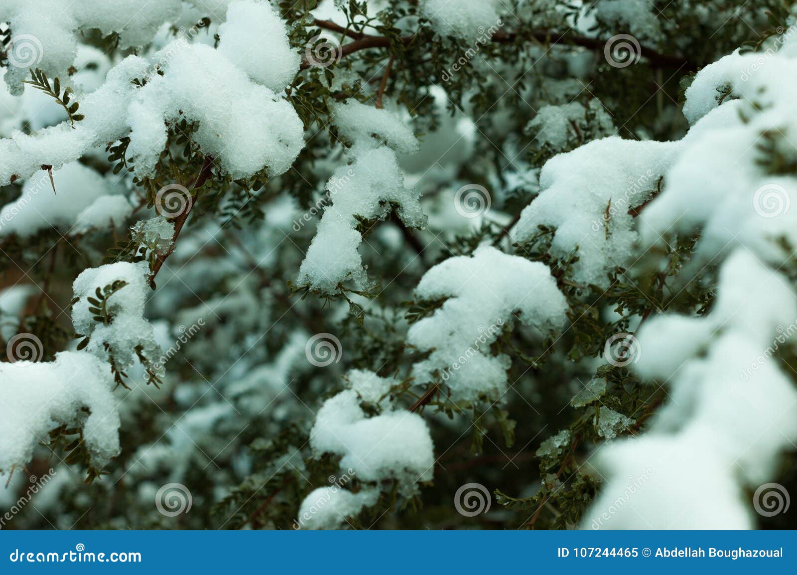 Tree coverd by snow stock image. Image of snowbank, alley - 107244465