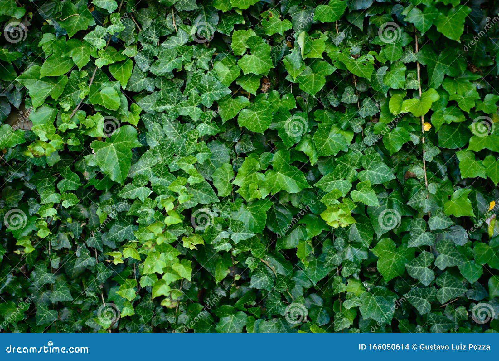 Green Tree-creeper Wall Pattern for Background Stock Photo - Image of ...
