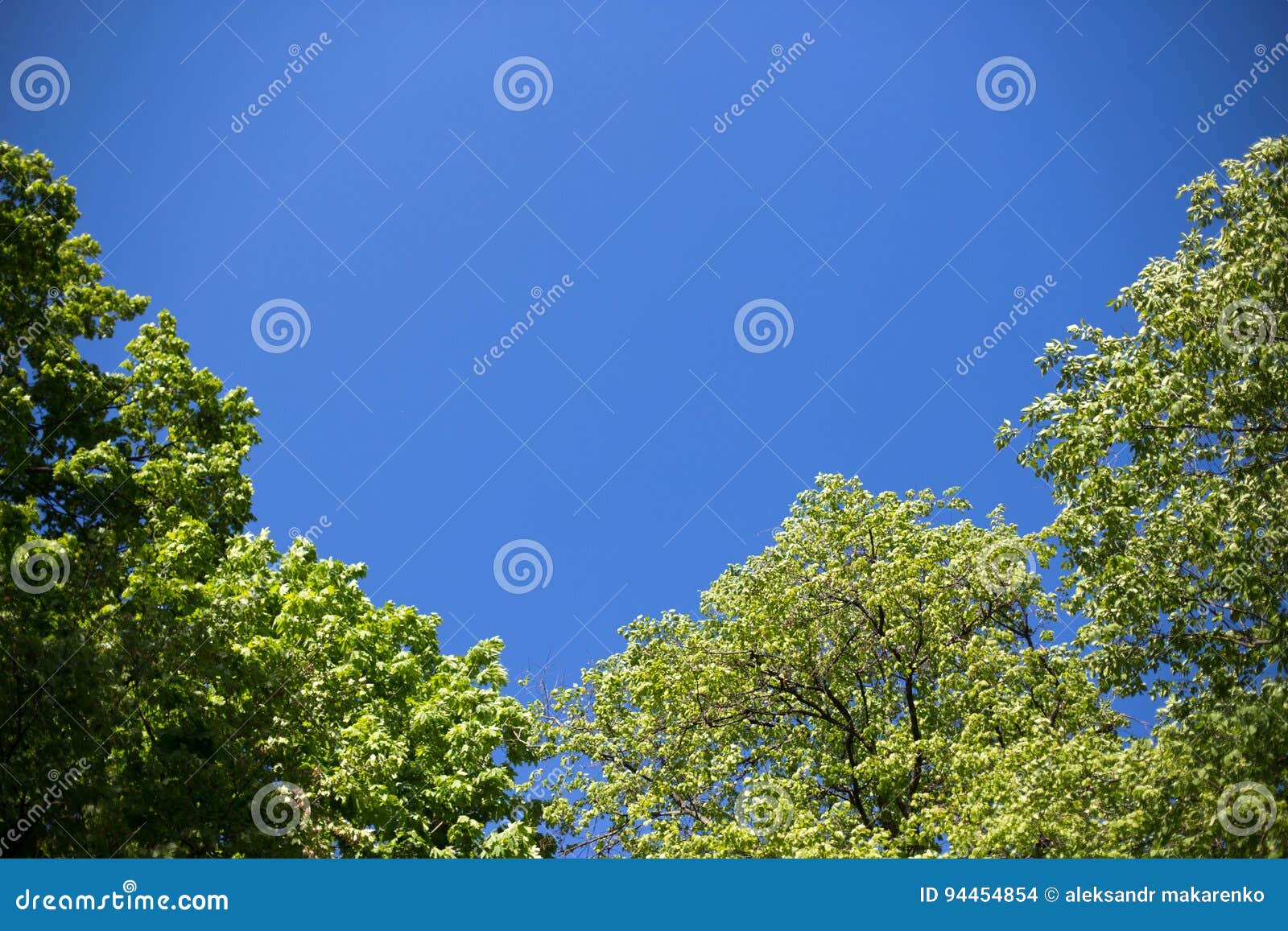 Green Tree Crown on Blue Sky Background Stock Photo - Image of pink ...