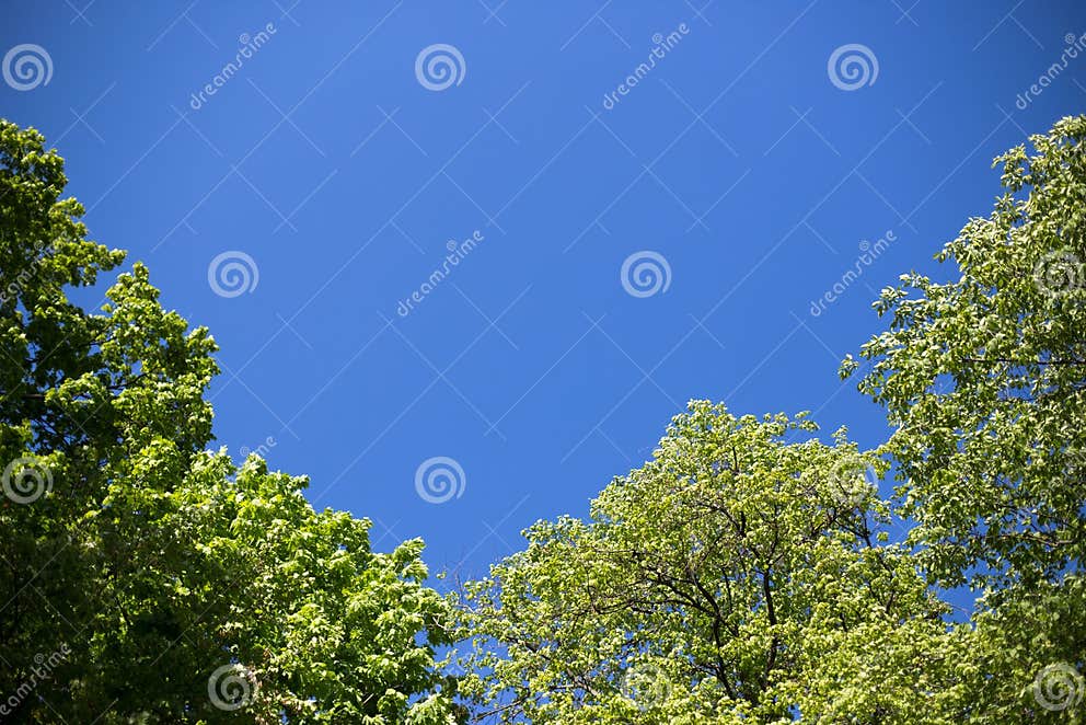 Green Tree Crown on Blue Sky Background Stock Photo - Image of pink ...