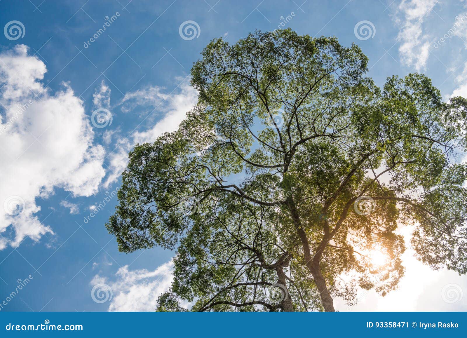 Green Tree Crown on Blue Sky Background Stock Image - Image of bottomup ...