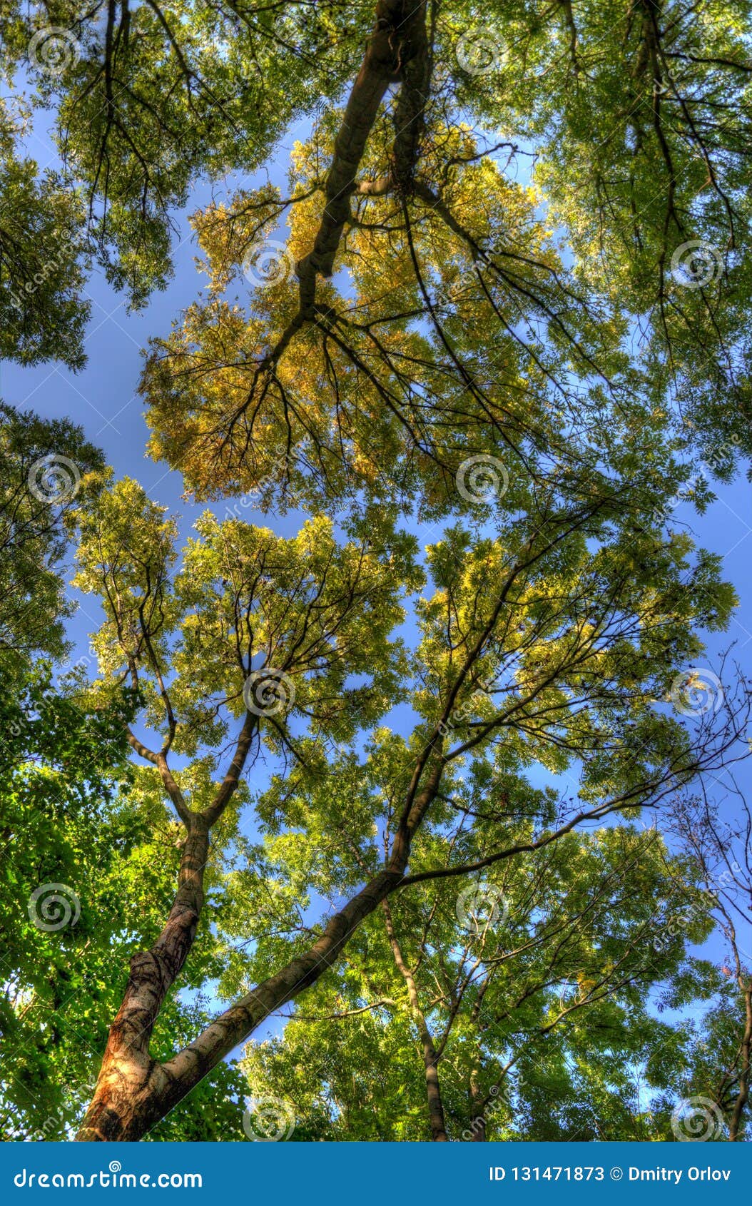 Green Tree Crown with Fresh Leaves and Blue Sky Stock Image - Image of ...