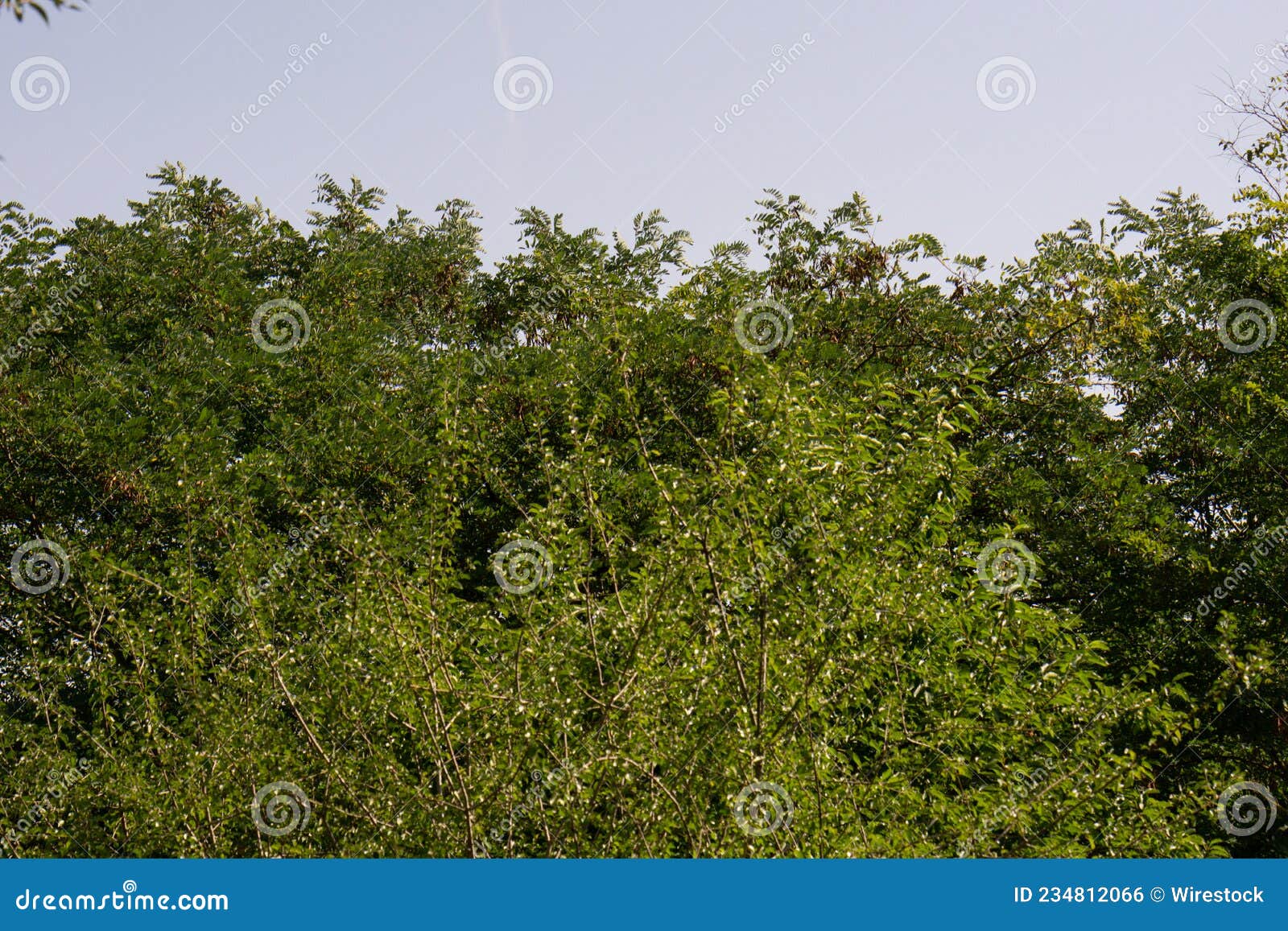 Green Tree with Dense Foliage Stock Photo - Image of freshness, herb ...