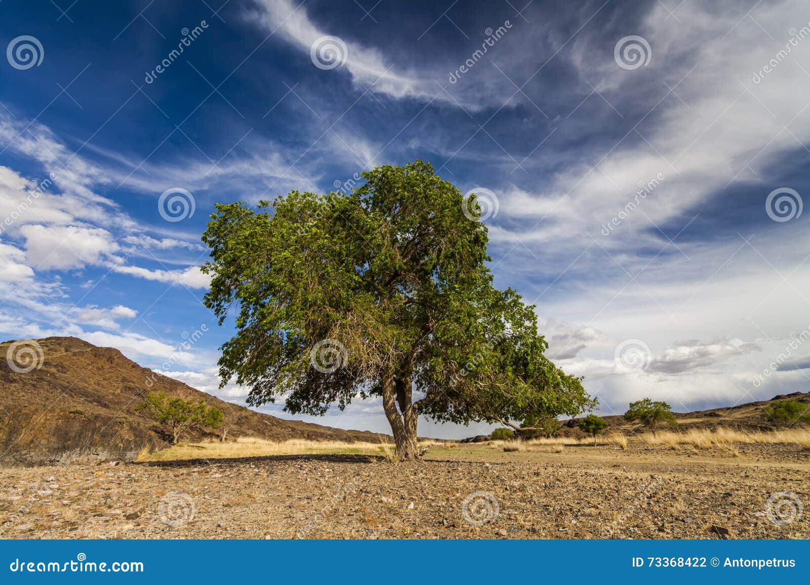 Green tree in a desert stock photo. Image of landscape - 73368422