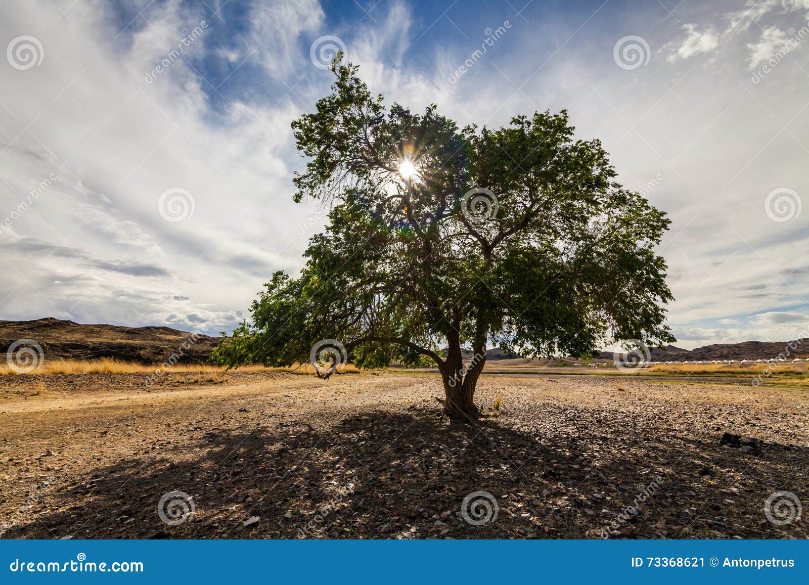 Green tree in a desert stock image. Image of golden, desert - 73368621