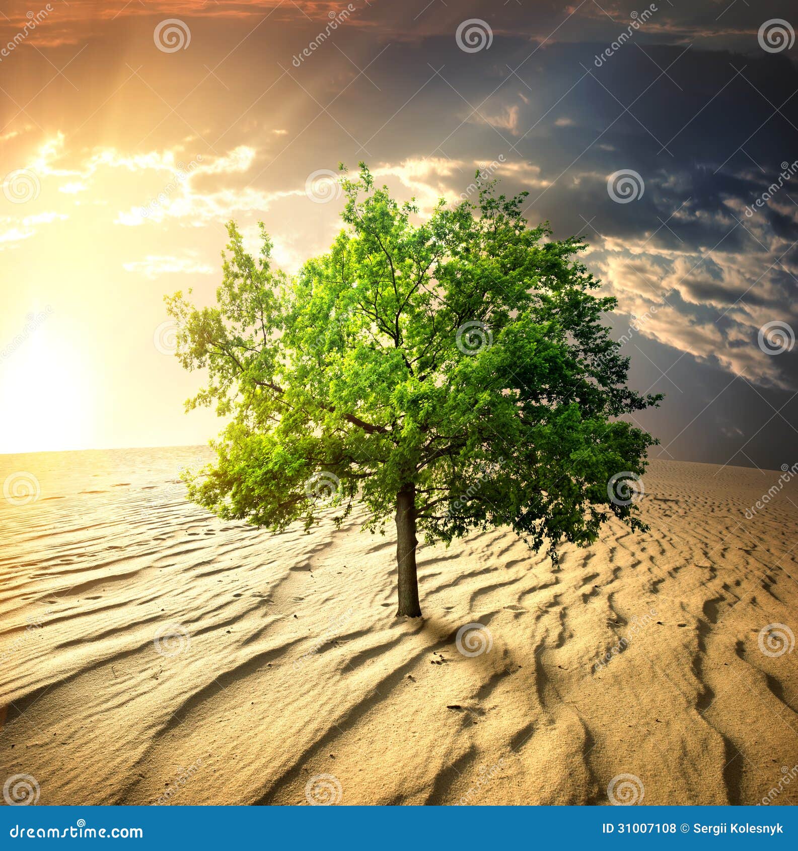 Green tree in the desert stock photo. Image of blue, gold - 31007108