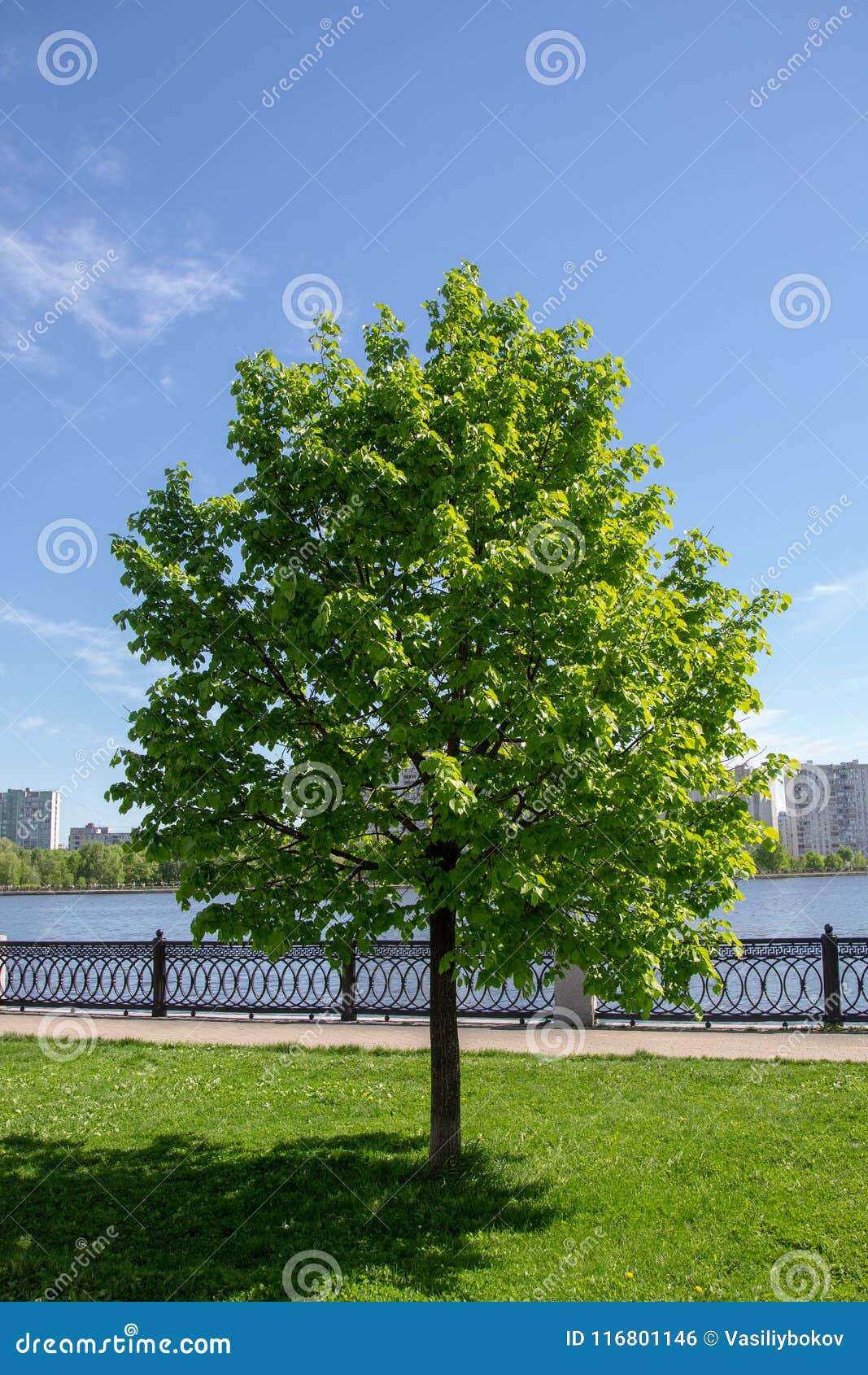 Green Tree. Detached Young Tree Stock Photo - Image of element, ecology ...