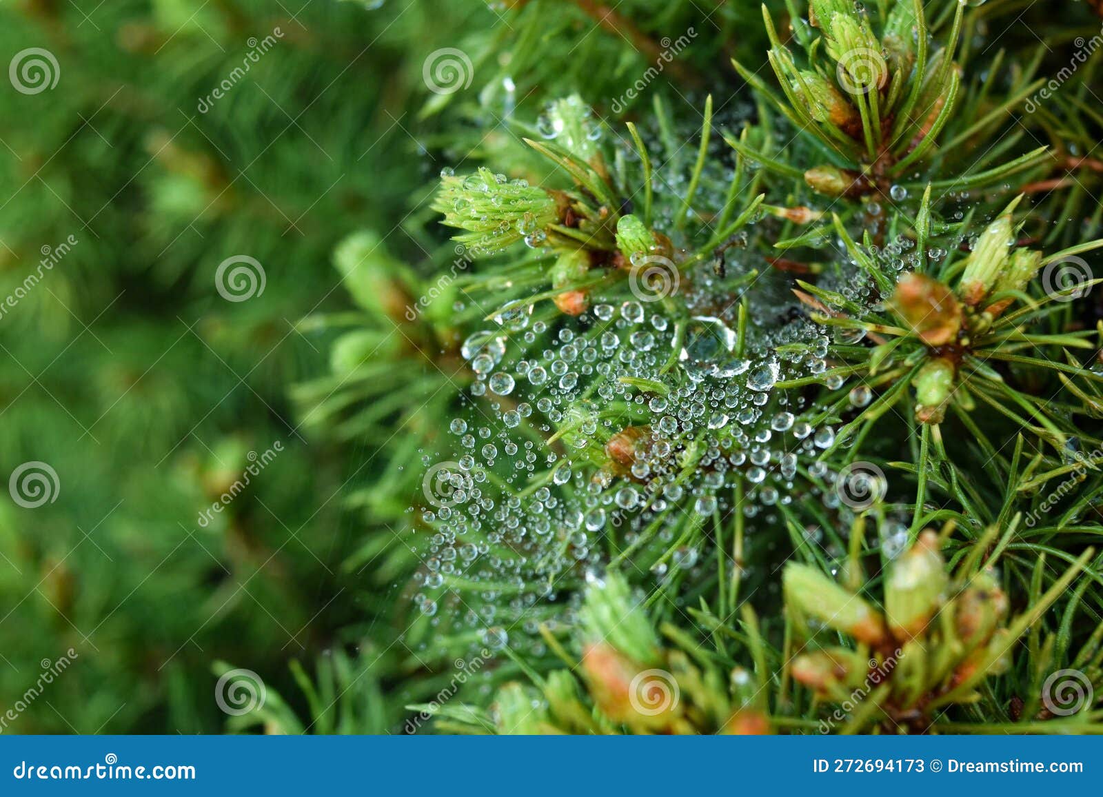 Green Tree with Dew on the Cobweb Stock Image - Image of summer, tree ...