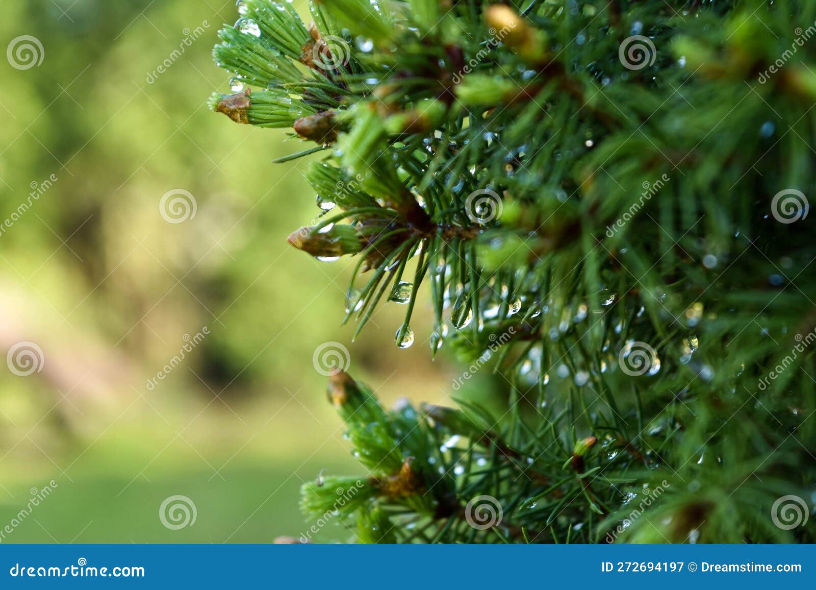 Green Tree with Dew on the Cobweb Stock Image - Image of cobweb, garden ...