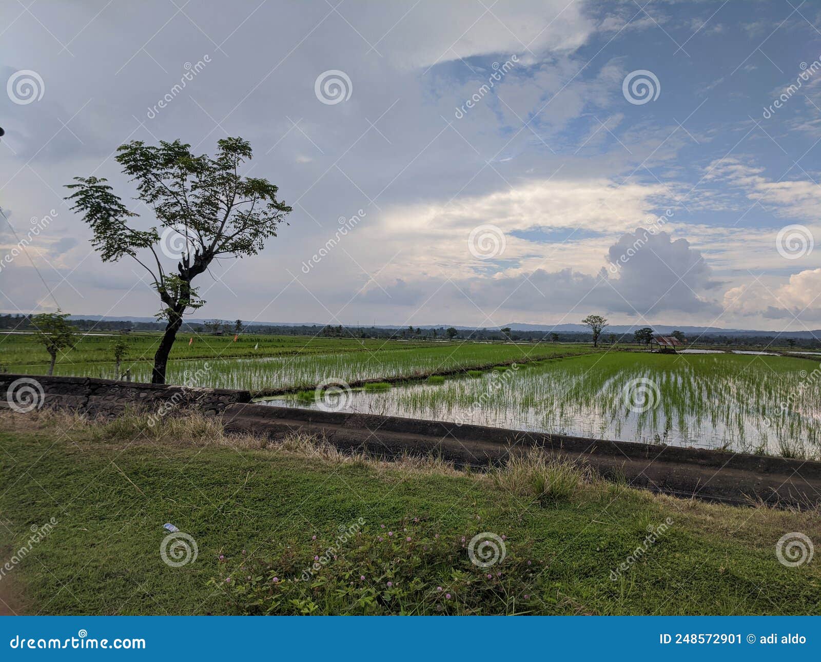 A Green Tree on the Edge of the Rice Field Stock Image - Image of field ...