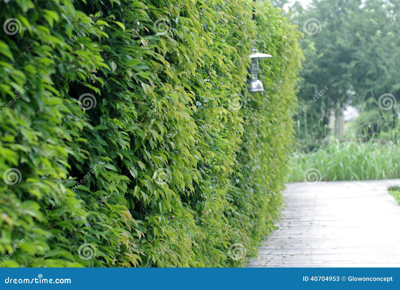 Green Tree Fence with Classic Lamp Stock Image - Image of landscape ...