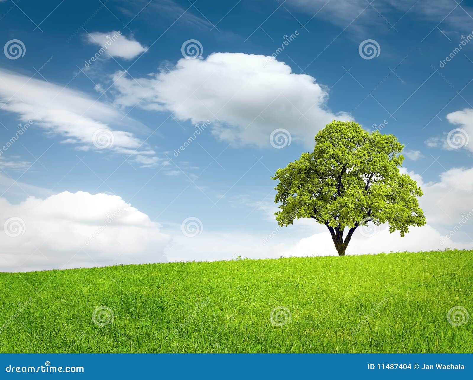 Green tree in a field stock photo. Image of mighty, meadow - 11487404