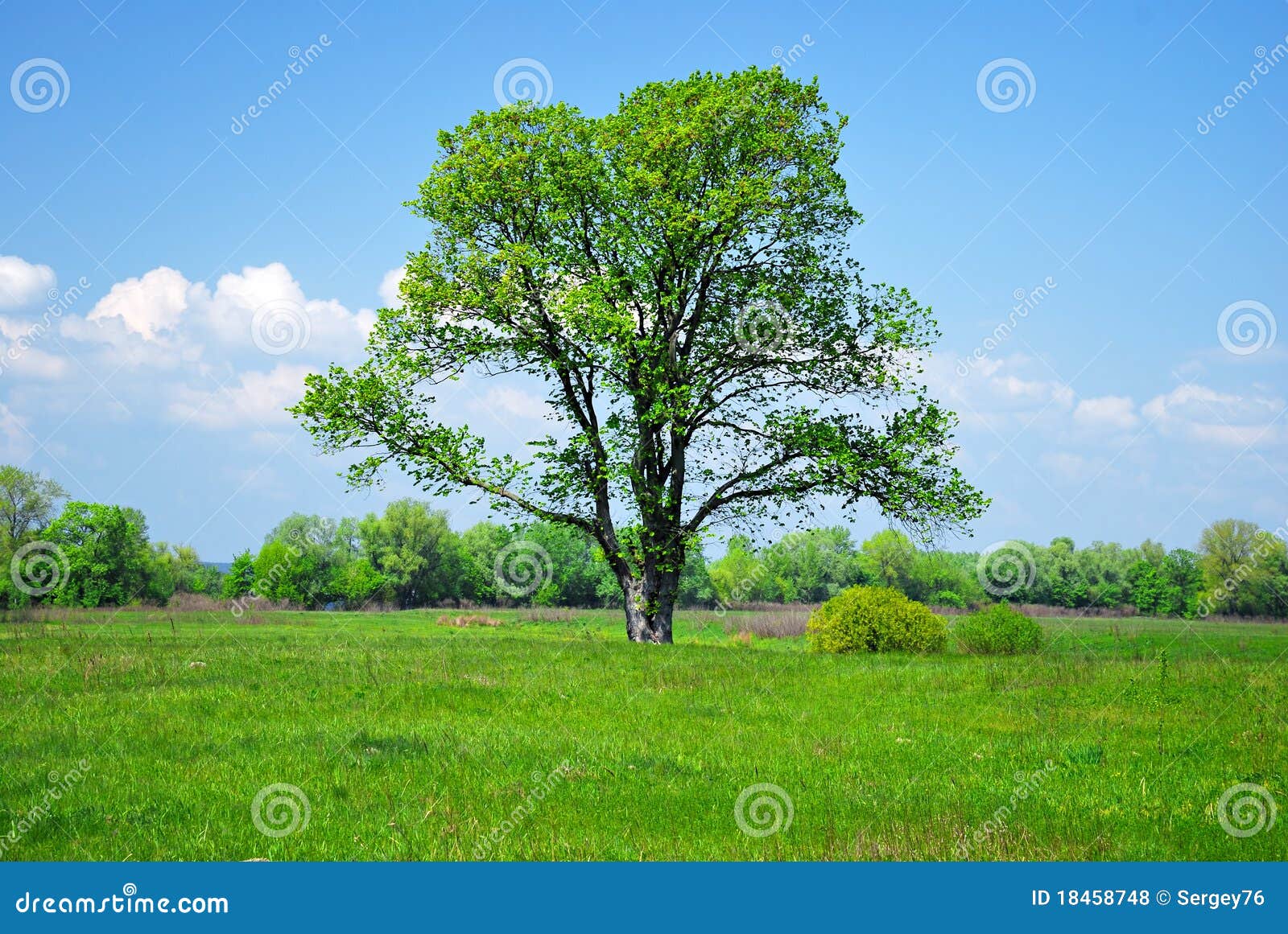 Green tree and field stock photo. Image of landscape - 18458748