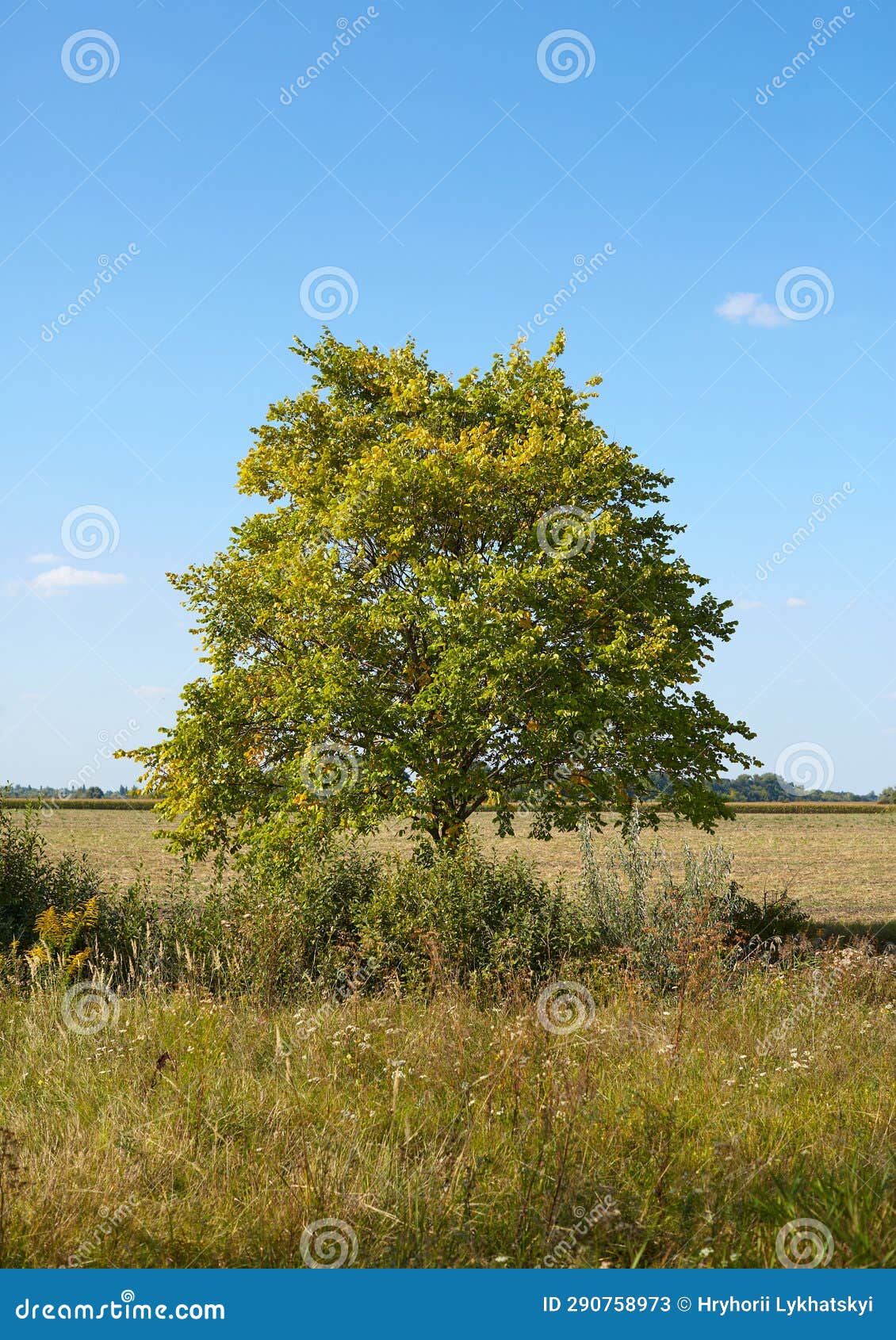 Green Tree in a Field Against a Blue Sky Stock Image - Image of beauty ...