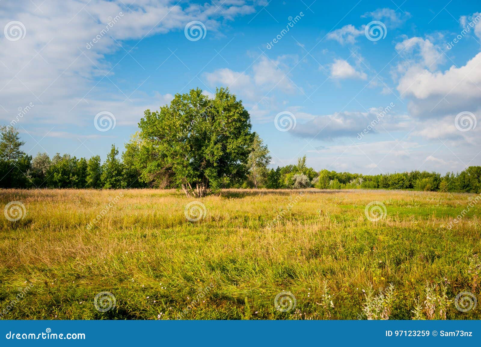 Green tree in the field stock image. Image of land, scene - 97123259