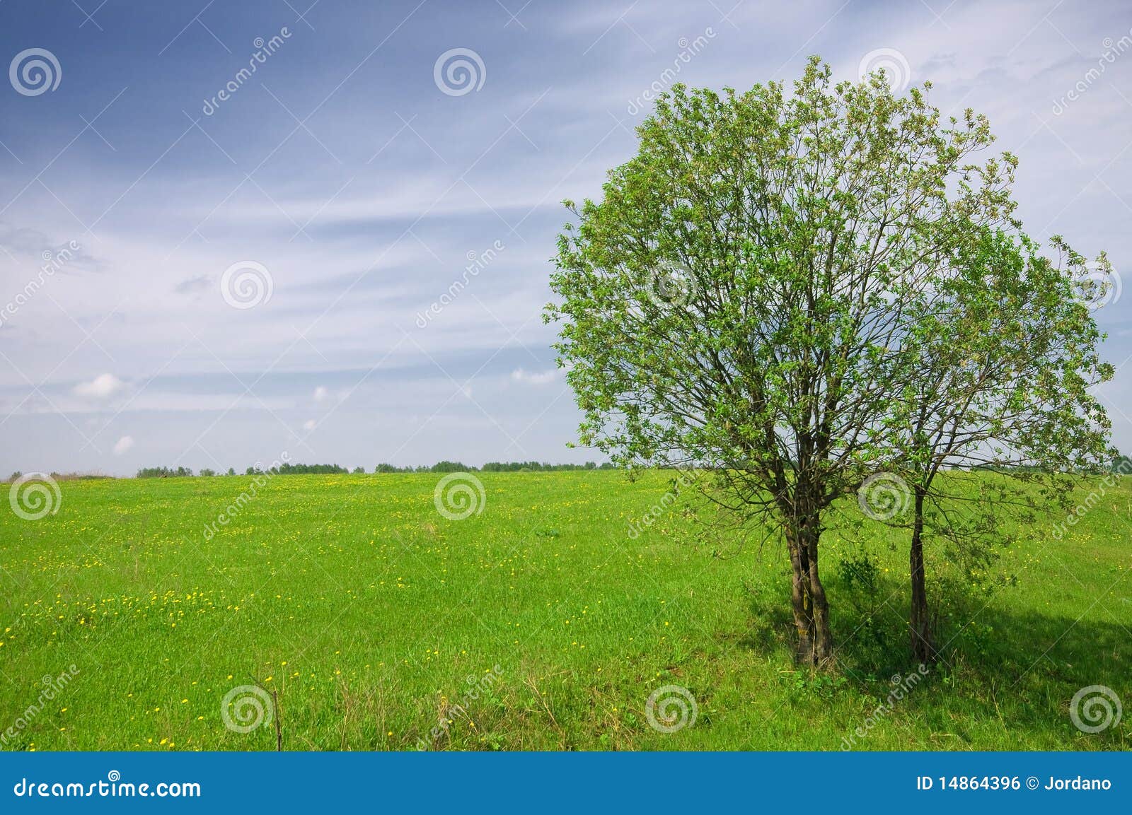 Green Tree on the Field and Cloudy Sky Stock Photo - Image of ...