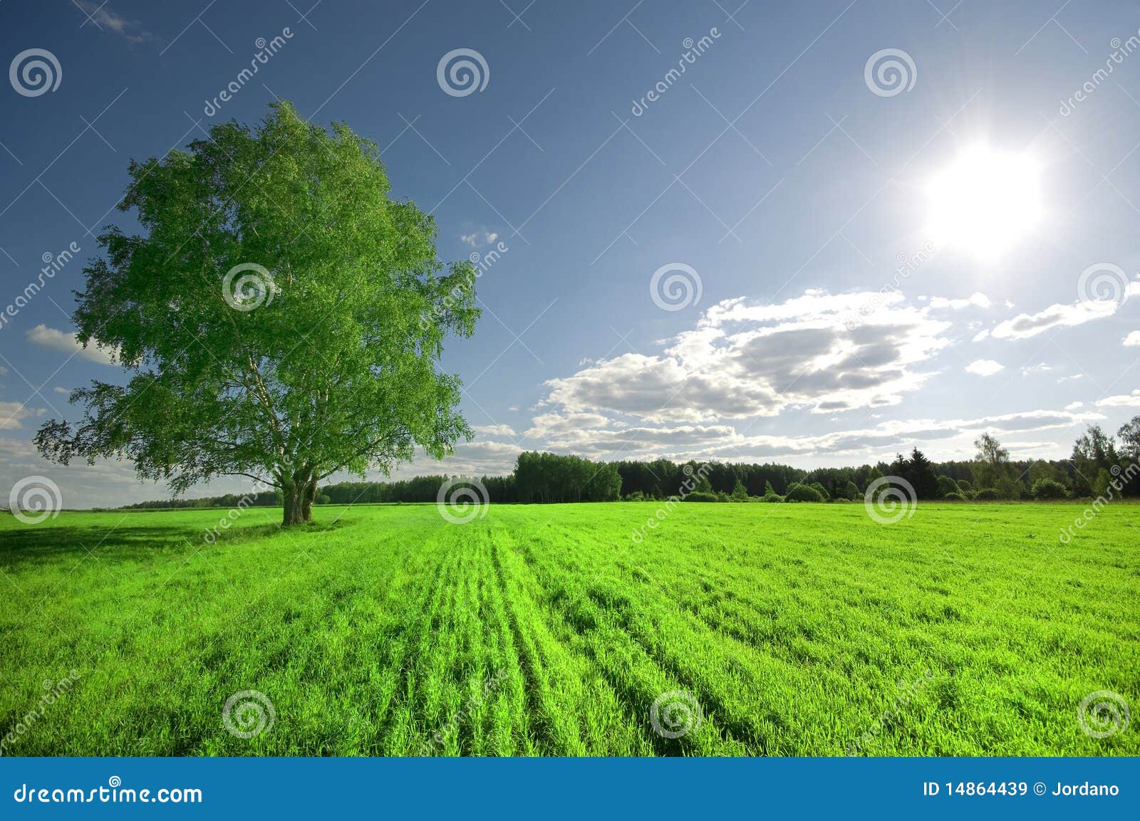 Green Tree on the Field and Cloudy Sky Stock Image - Image of forest ...