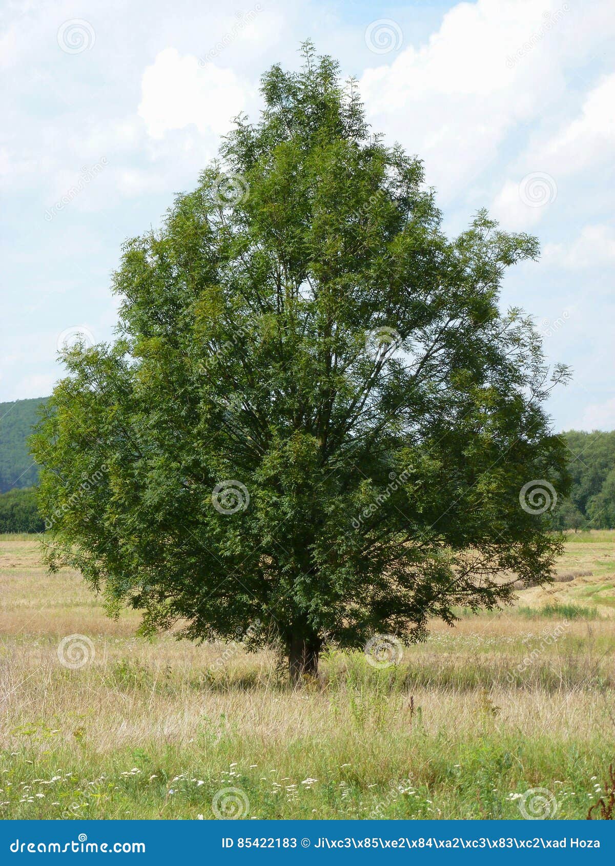Green tree in a field stock image. Image of single, field - 85422183