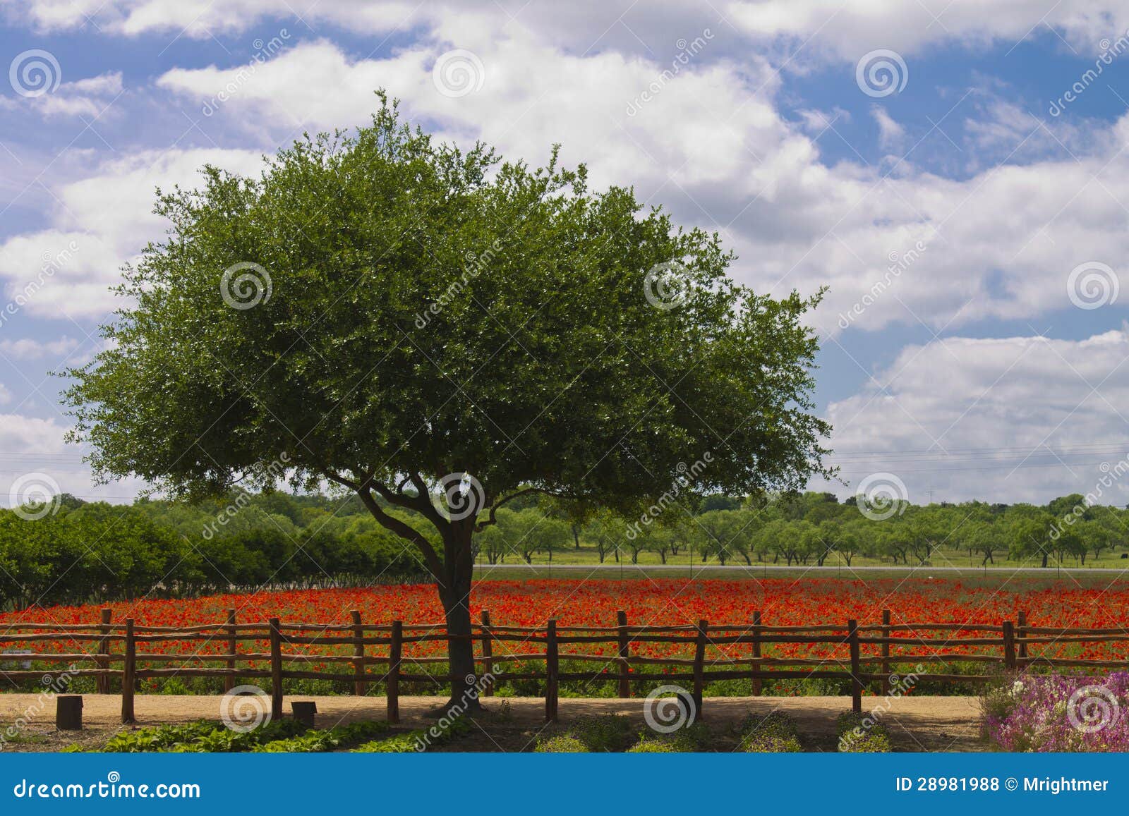 Green Tree in a Field of Red Poppies Stock Photo - Image of garden ...