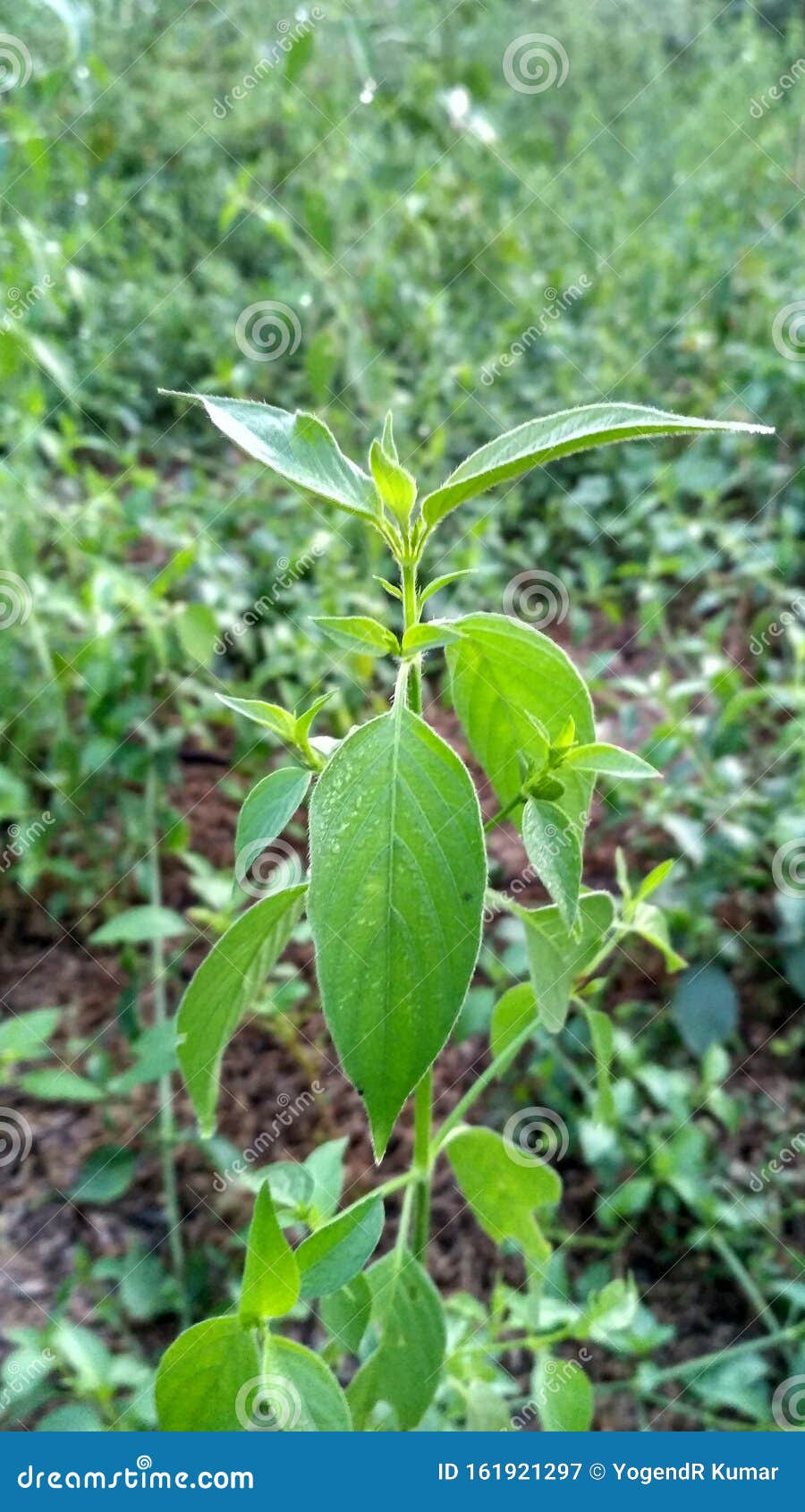 Green Tree Flowers HD Image of the Day Stock Image - Image of flowers ...