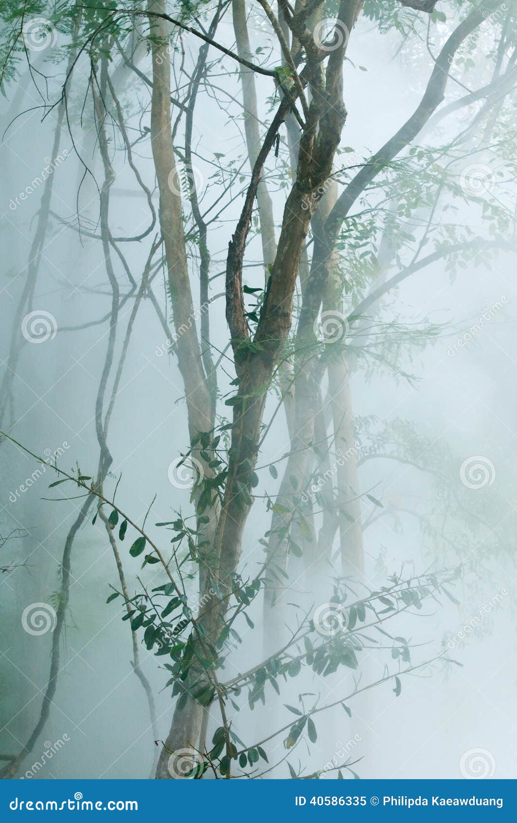 Green Tree with Fog at Hot Spring Stock Image - Image of river, green ...