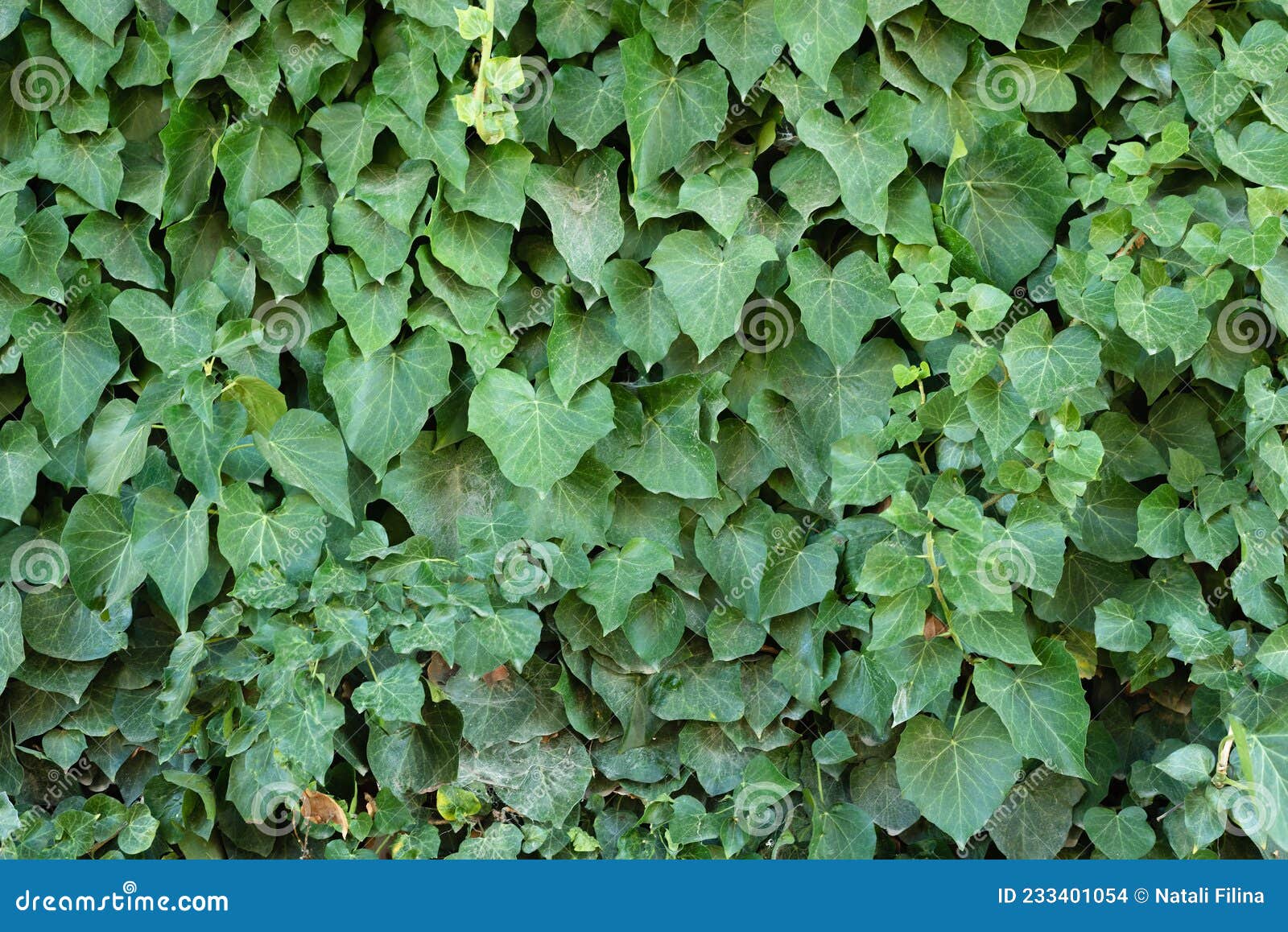 Green tree foliage stock photo. Image of nature, summer - 233401054