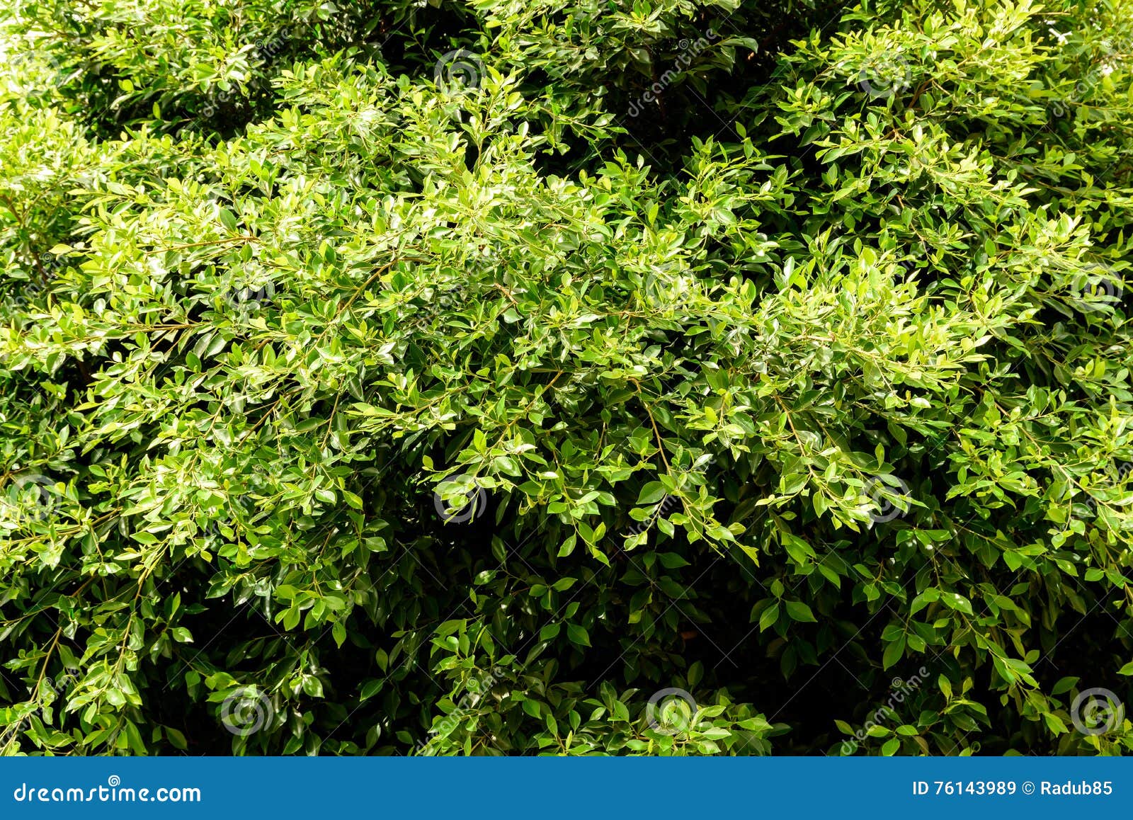 Green Tree Foliage stock image. Image of leaf, branch - 76143989