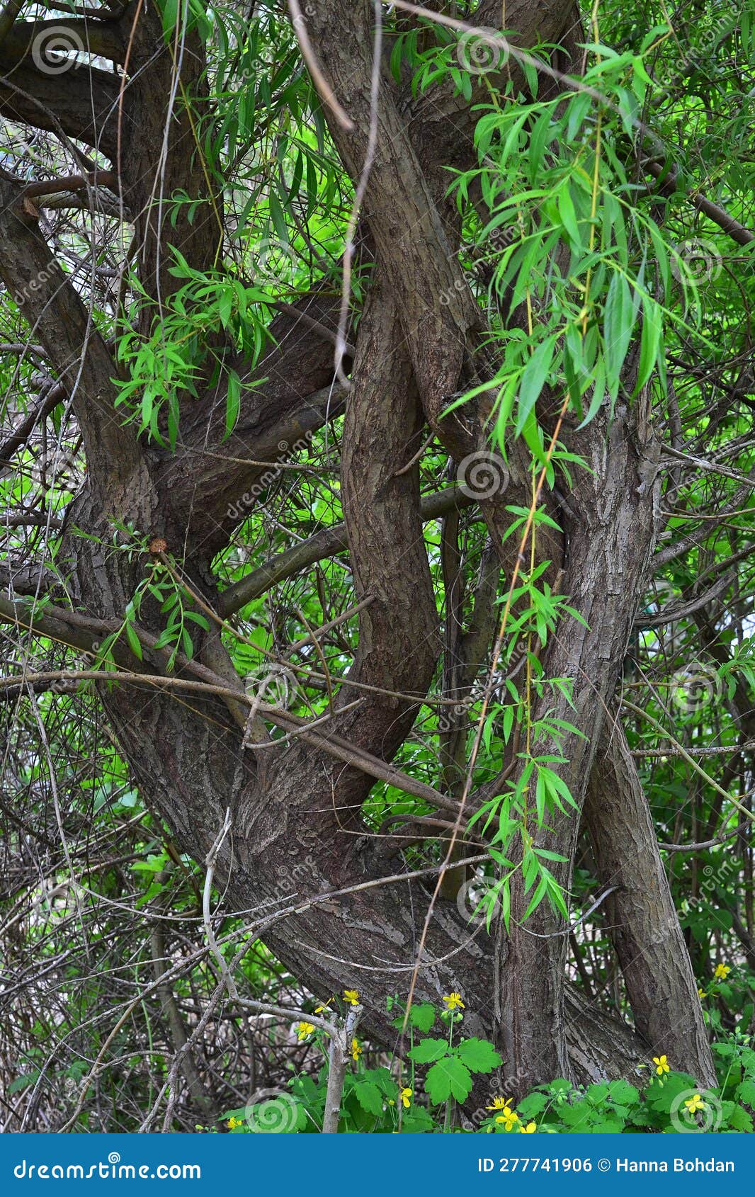 A Green Tree in the Forest Has Tangled Branches Stock Photo - Image of ...