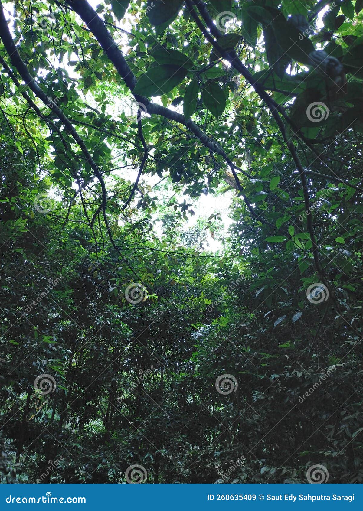 Green Tree Forest Leaf Trophic Stock Image - Image of nature, tree ...