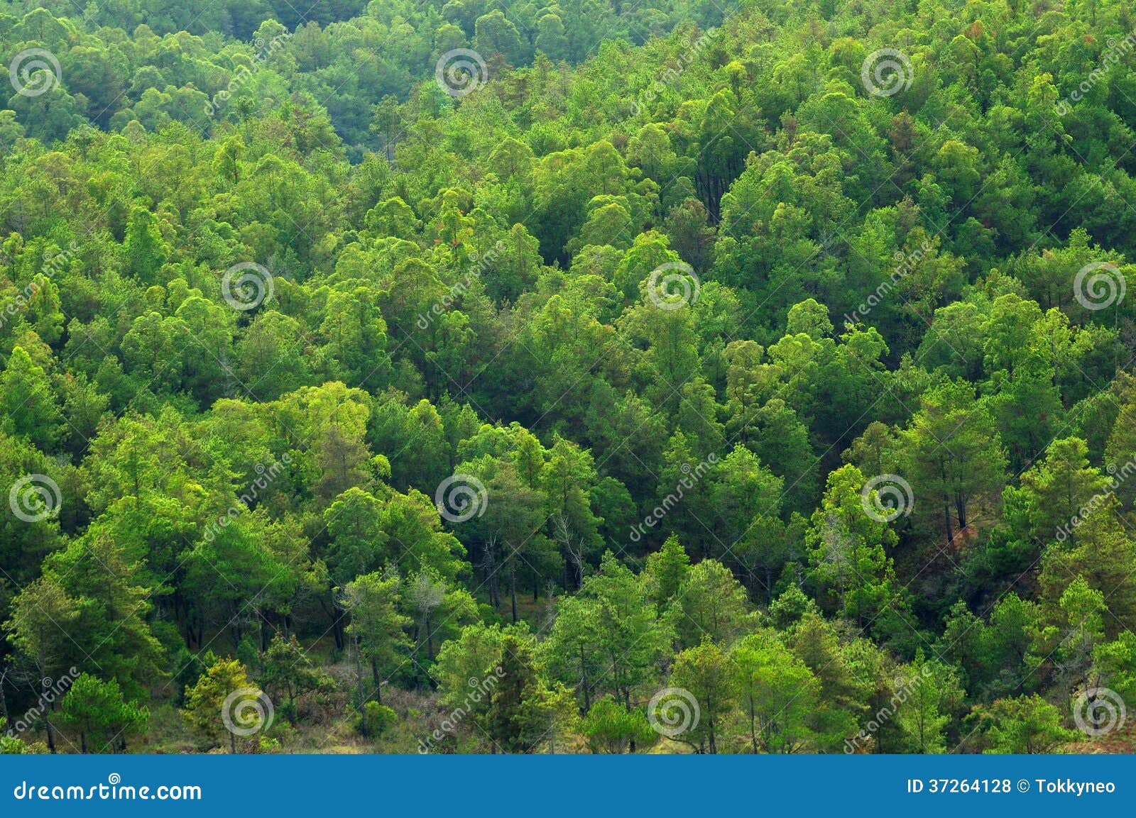 Green tree forest texture stock photo. Image of looking - 37264128