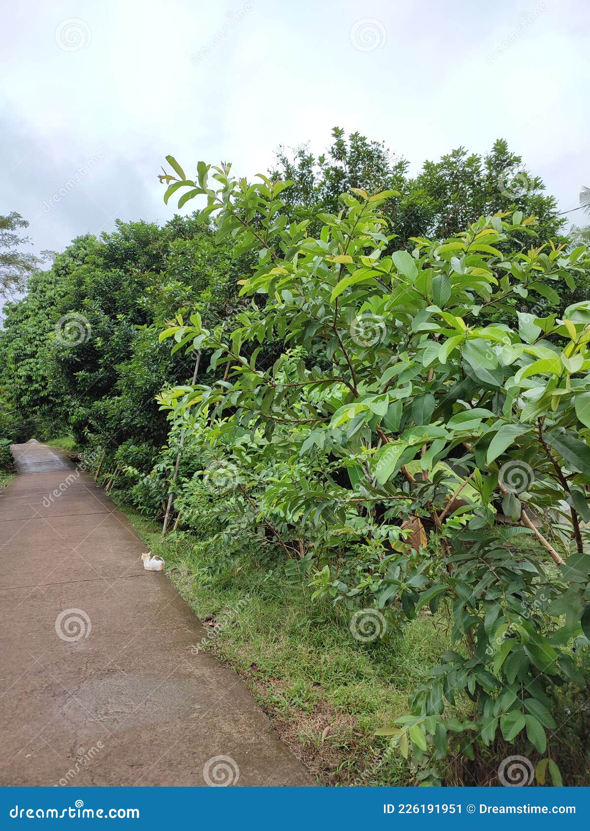 Green Tree stock image. Image of agriculture, vegetation - 226191951