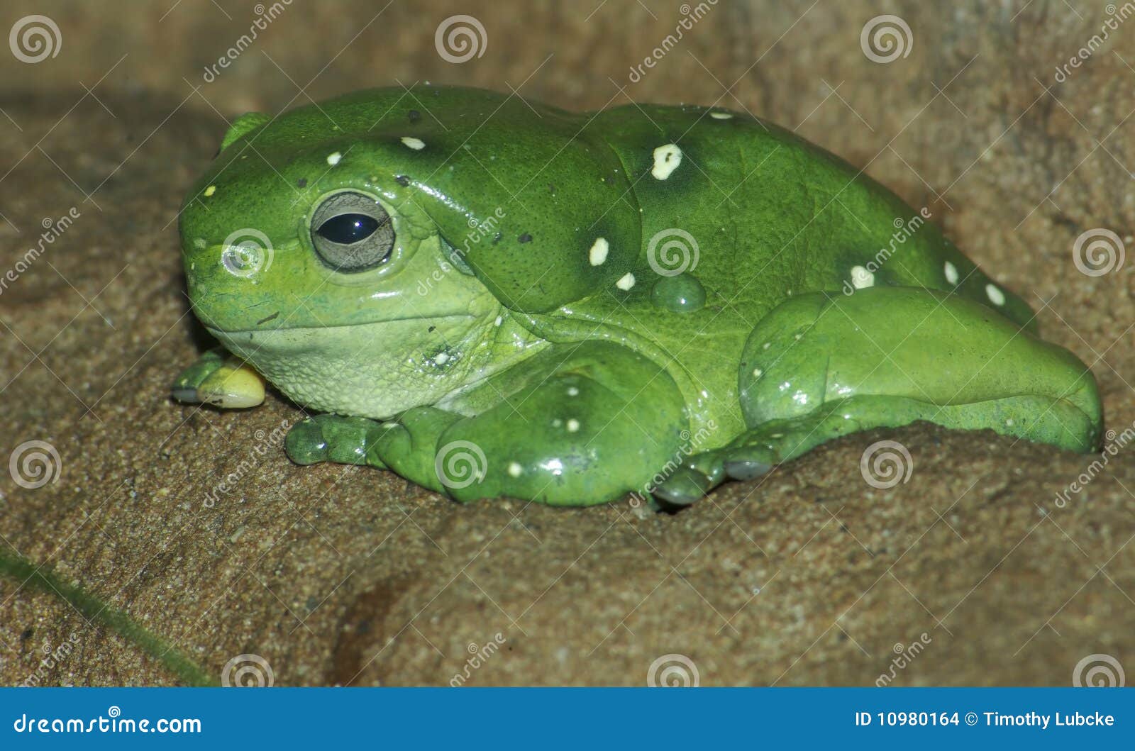 Green Tree Frog stock photo. Image of reptile, tree, nature - 10980164