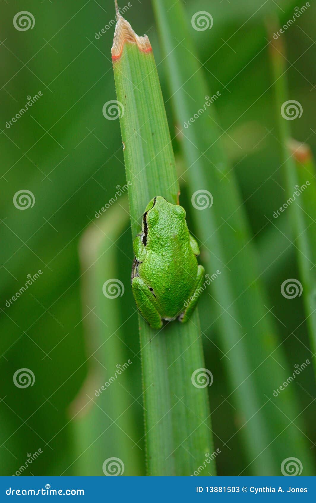 Green tree frog stock image. Image of field, tree, green - 13881503
