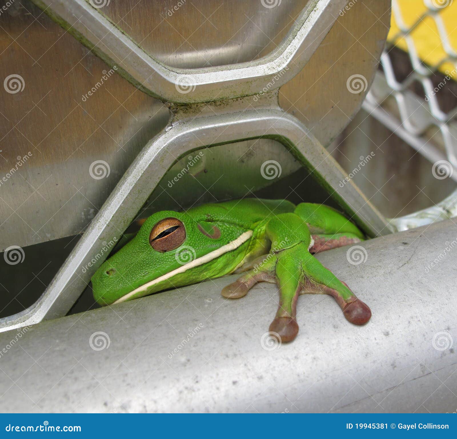 Green tree frog stock image. Image of daintree, fauna - 19945381