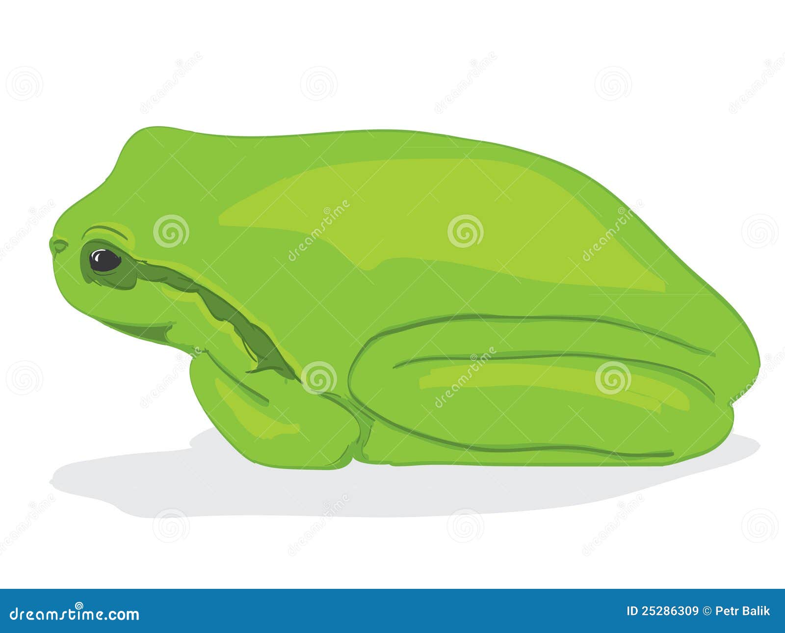 Green tree-frog stock illustration. Illustration of green - 25286309
