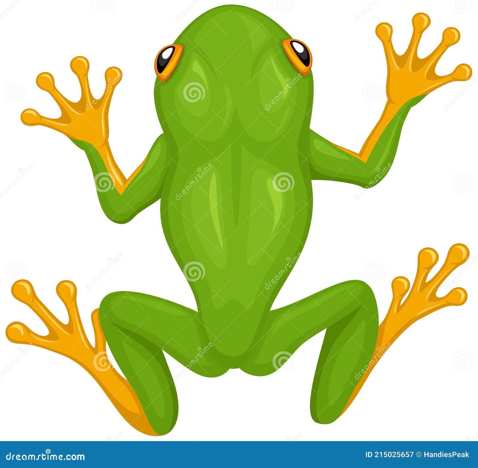 Green Tree Frog from Above stock vector. Illustration of frog - 215025657