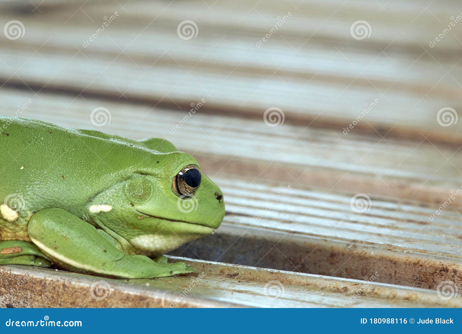 Green Tree Frog on Aluminium Bench Stock Photo - Image of isolated ...