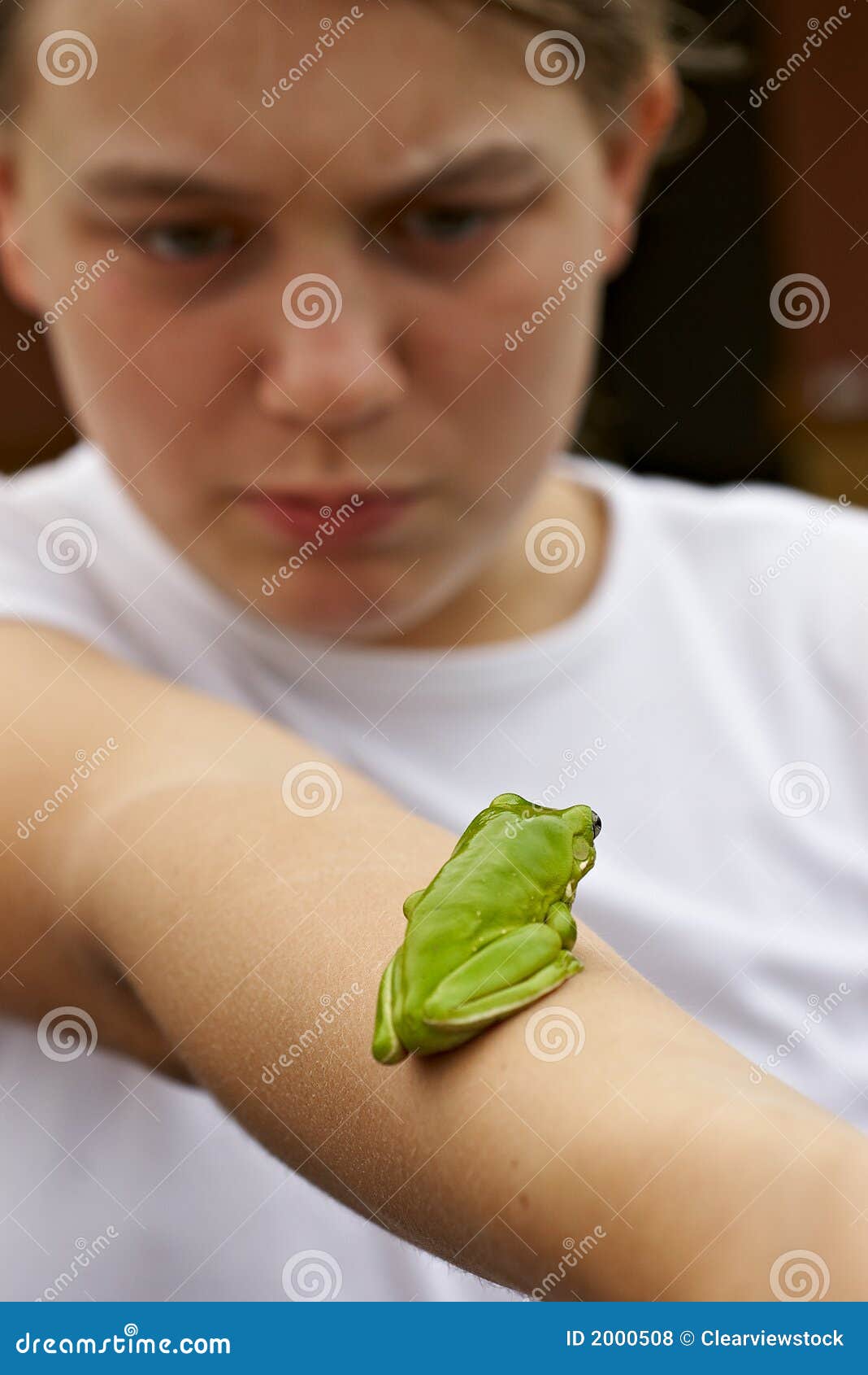 Green tree Frog on arm stock photo. Image of wales, sitting - 2000508