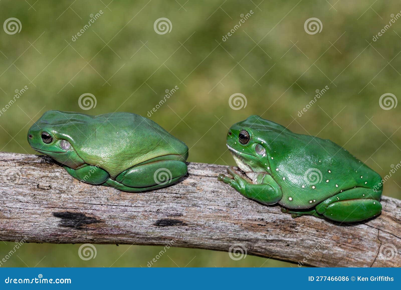 Green Tree Frog stock photo. Image of wildlife, white - 277466086