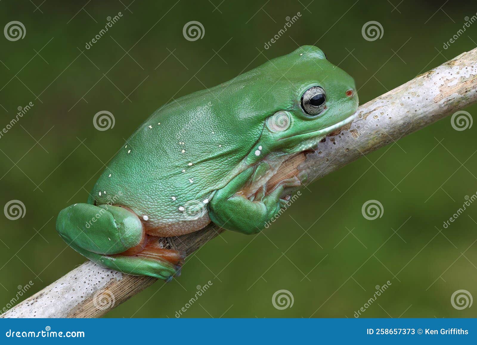 Green Tree Frog stock image. Image of branch, nature - 258657373