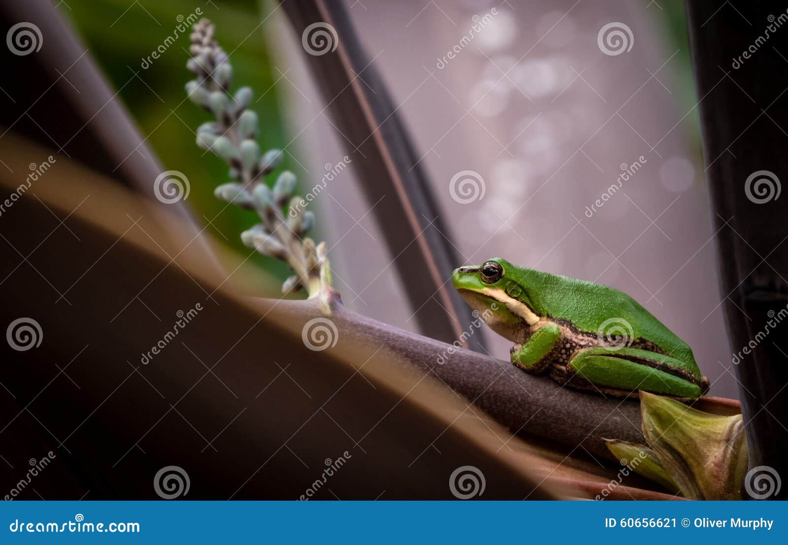 Green Tree Frog stock image. Image of animal, wildlife - 60656621