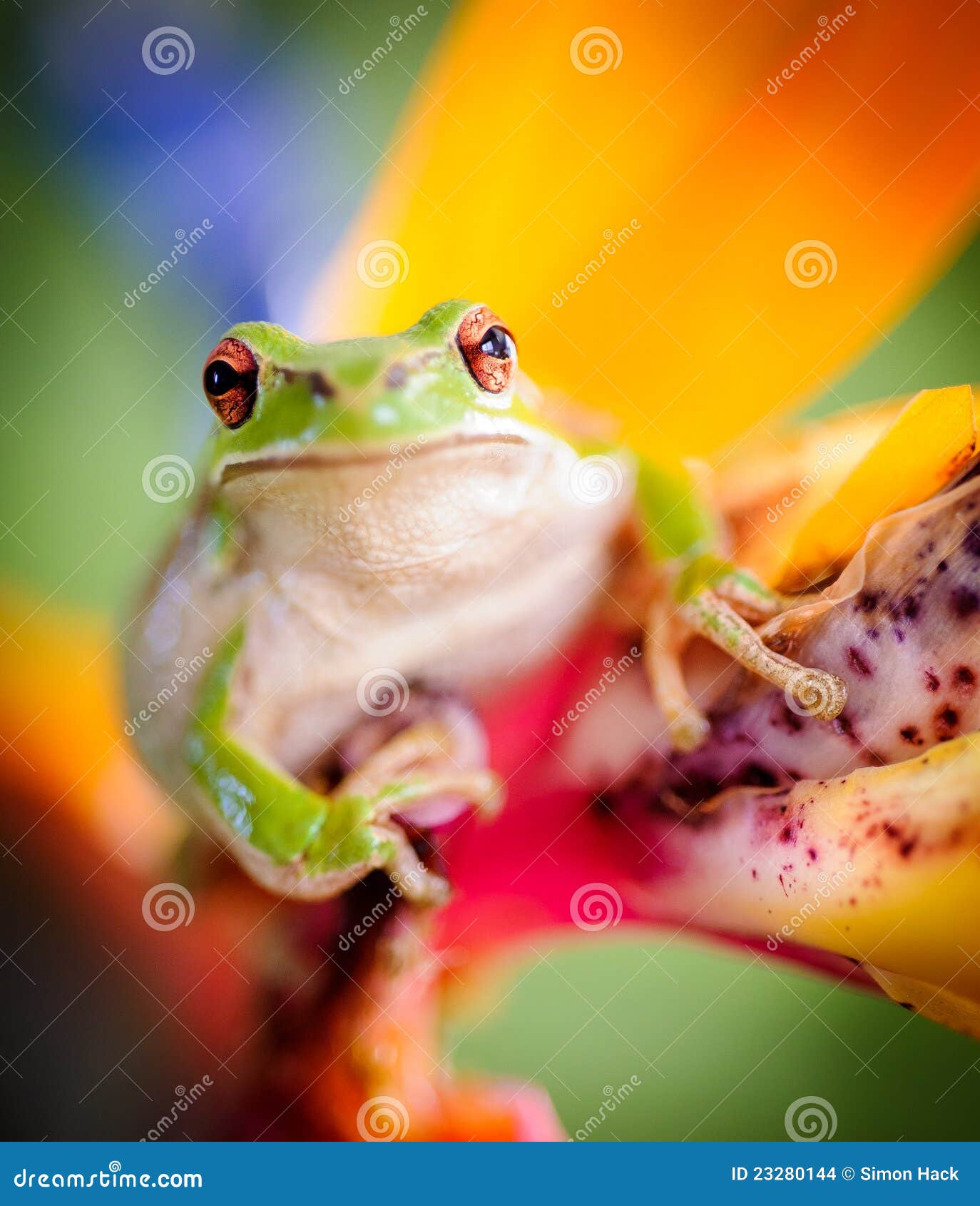 Green Tree Frog on Bird of Paradise Flower 2 Stock Photo - Image of ...