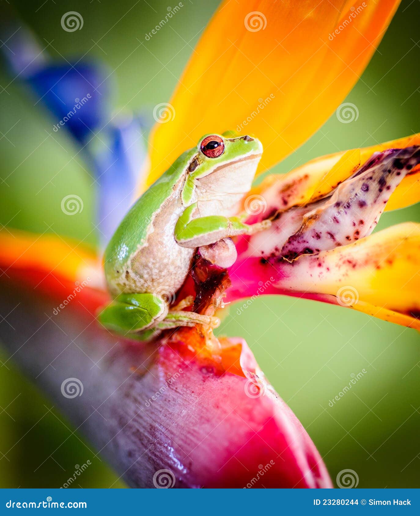 Frog In Red Flower. Red-eyed Tree Frog, Agalychnis Callidryas, Animal ...