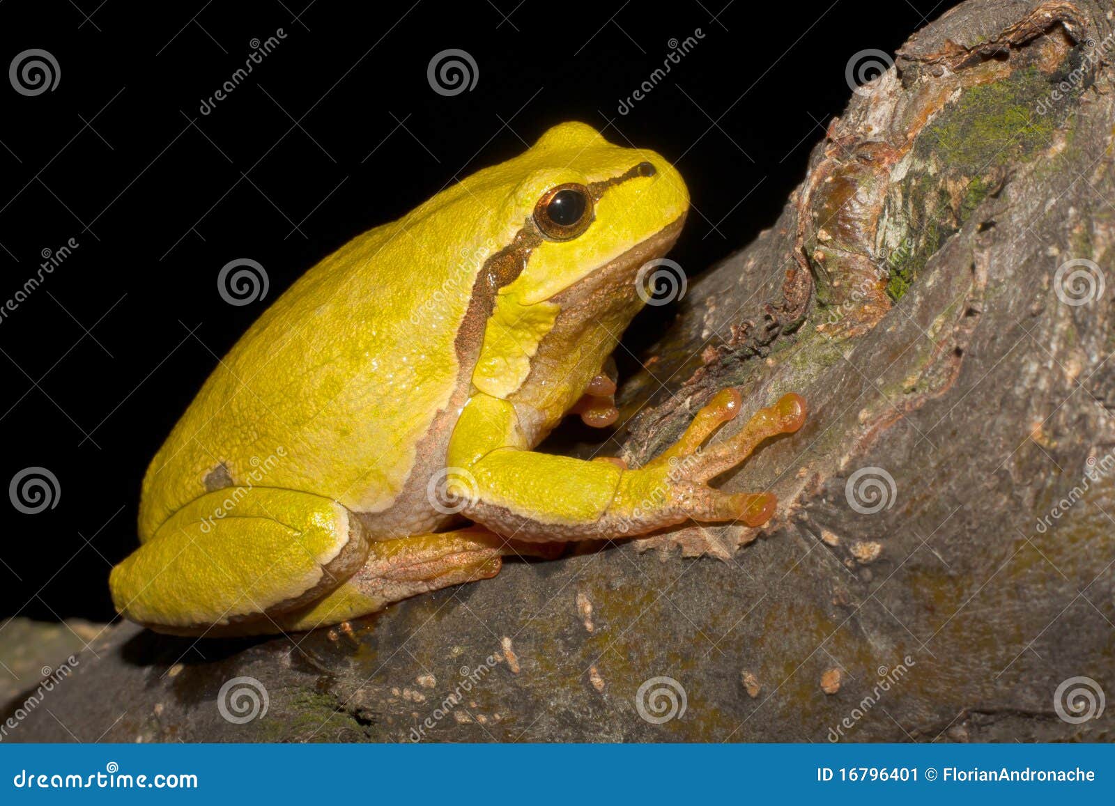 Green Tree Frog on a Branch Stock Image - Image of jump, animal: 16796401