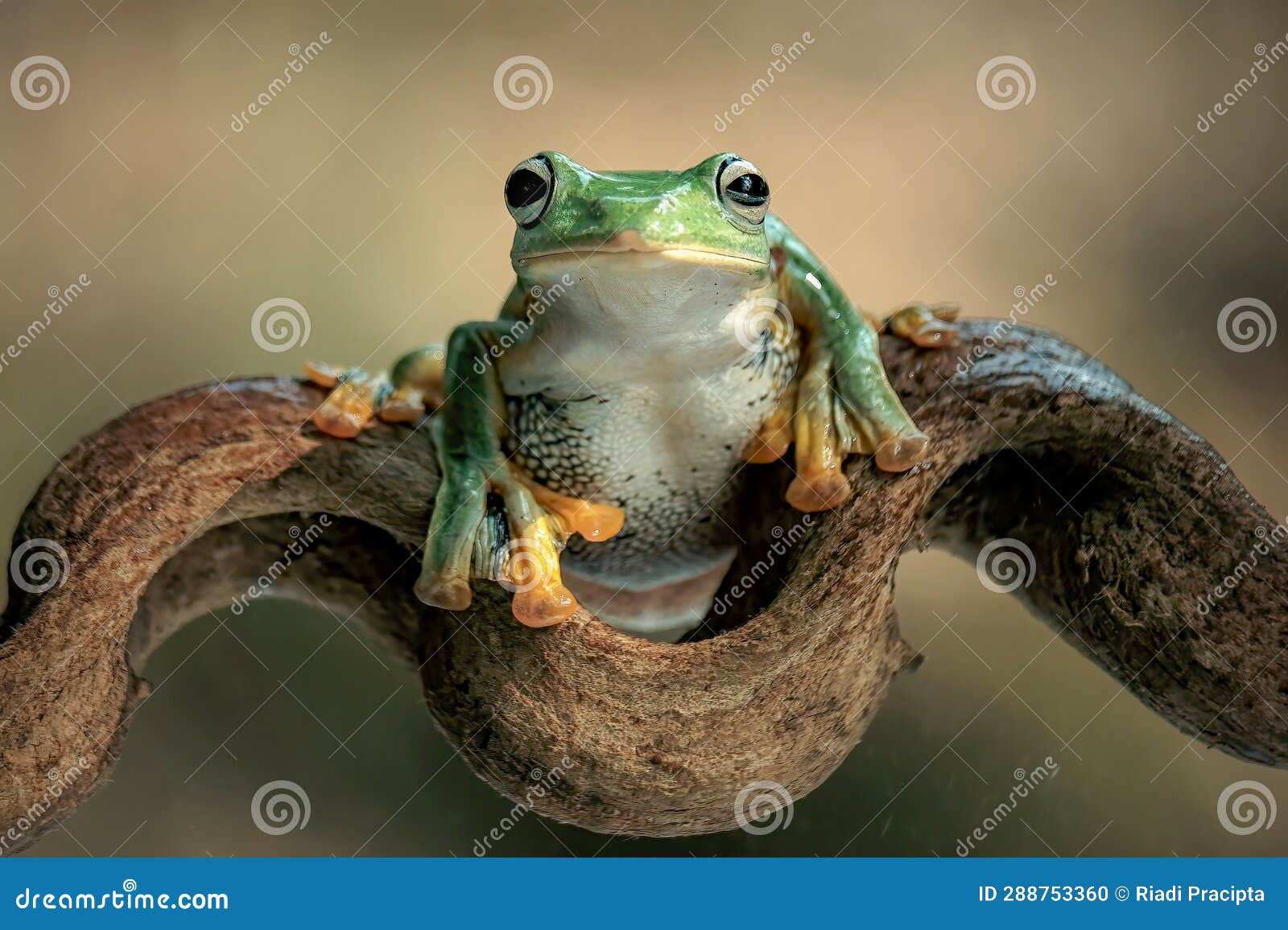 Green tree frog on branch stock photo. Image of forest - 288753360
