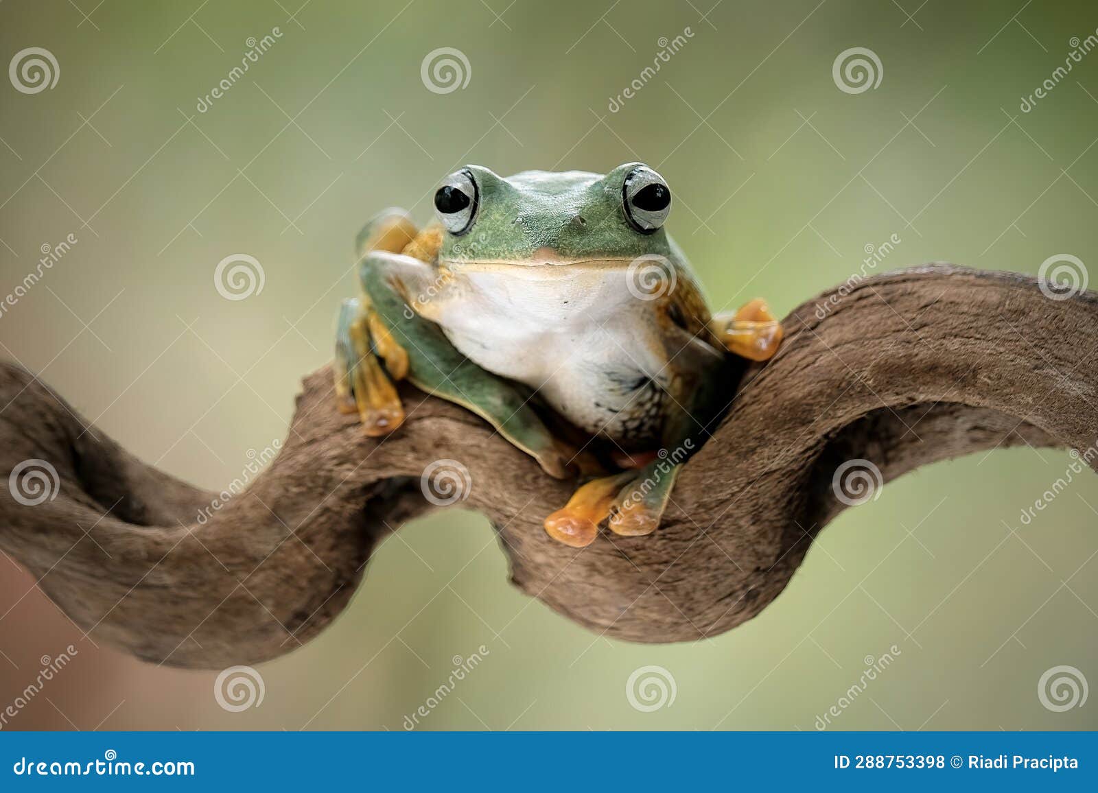 Green tree frog on branch stock photo. Image of color - 288753398