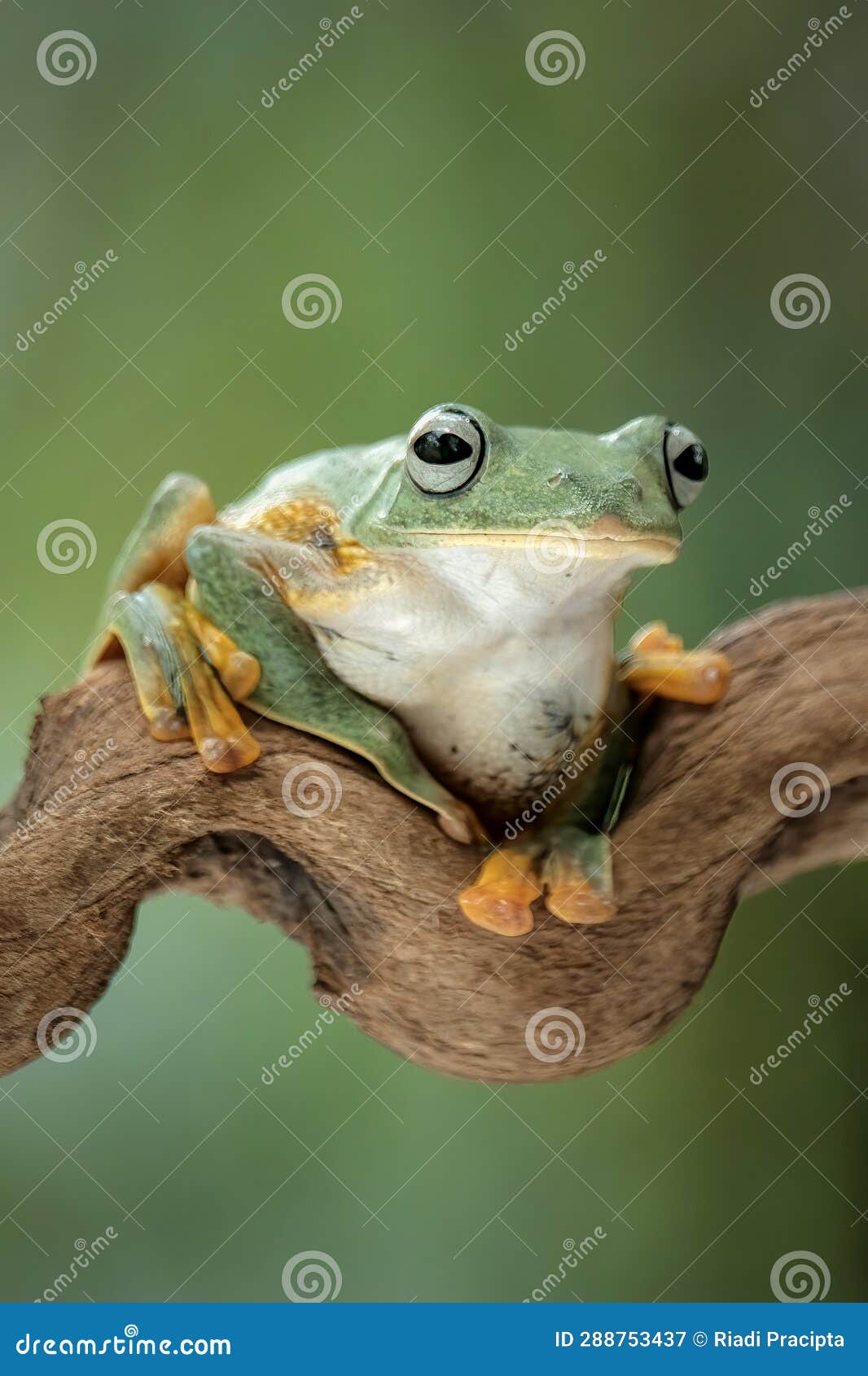 Green tree frog on branch stock image. Image of forest - 288753437