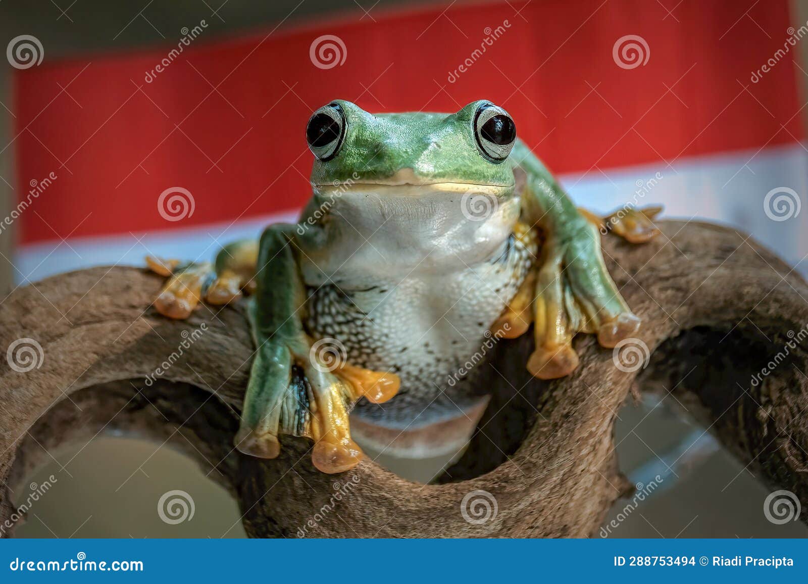 Green tree frog on branch stock photo. Image of color - 288753494