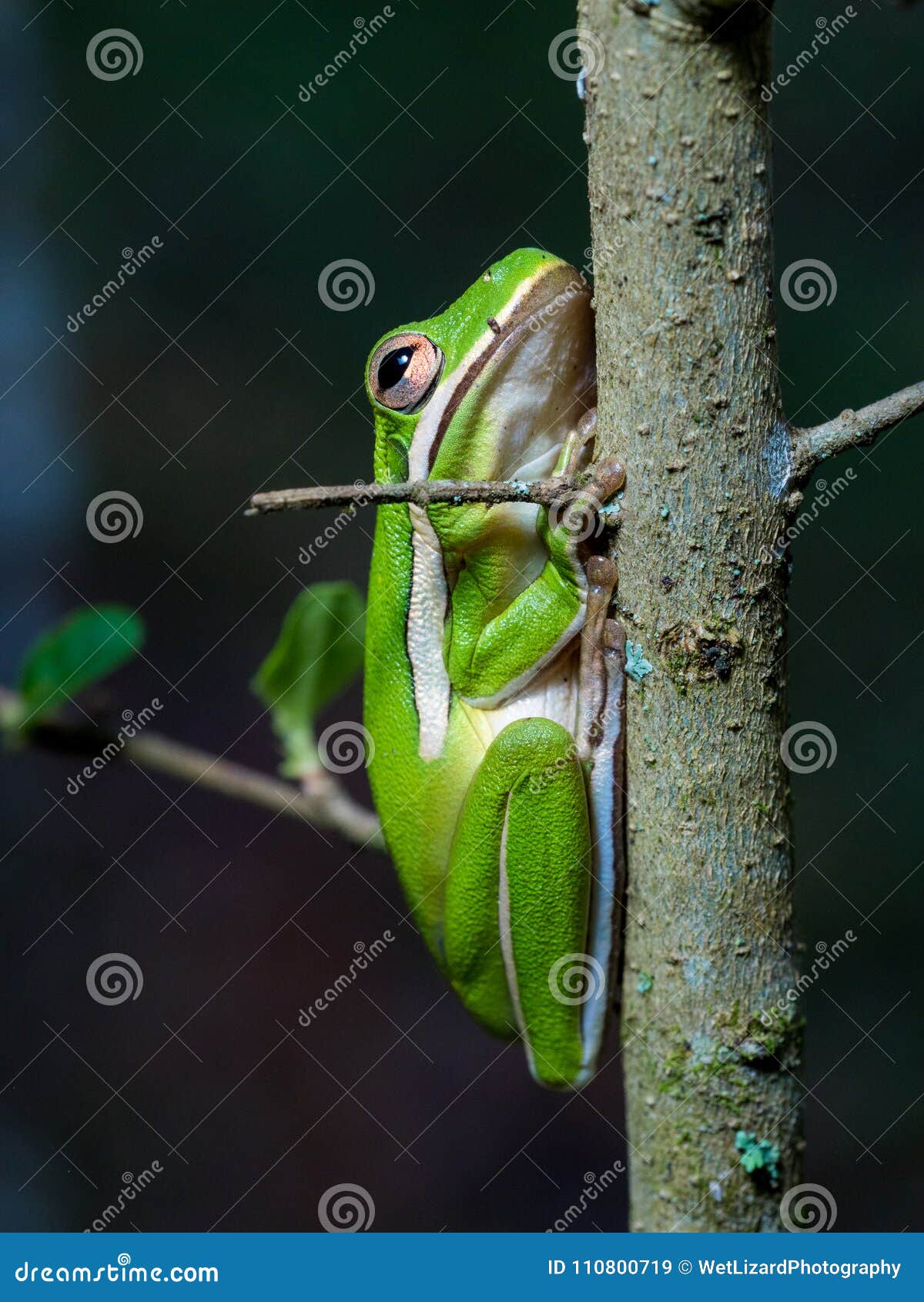 Green Tree Frog on Branch stock image. Image of frog - 110800719